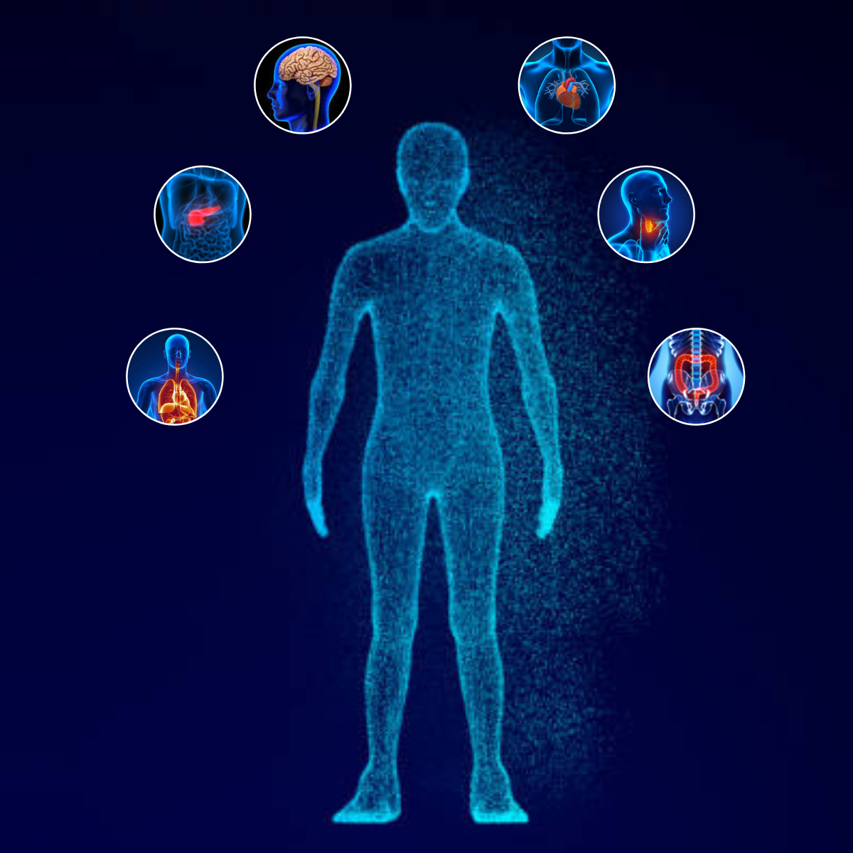 Learn Human Anatomy and Physiology Part-II with Certificate - Anytime ...