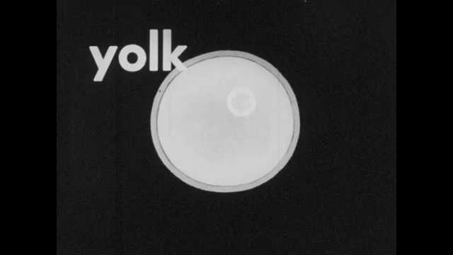 1950s: Animation. Ovum. Text reads "yolk" and "nucleus." Man and woman ...