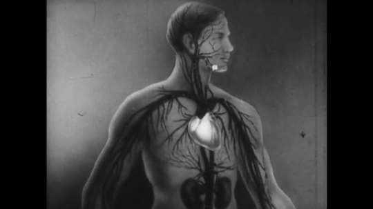 RUSSIA: 1950s: animation of heart beating inside man. Spread of ...
