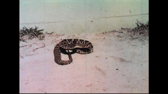 UNITED STATES 1960s: Coiled rattlesnake, feet walk up, snake strikes at ...
