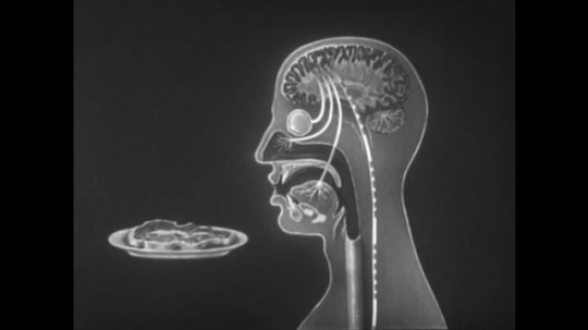 USA, 1950s: animation of effects of sensory perception of food on the ...