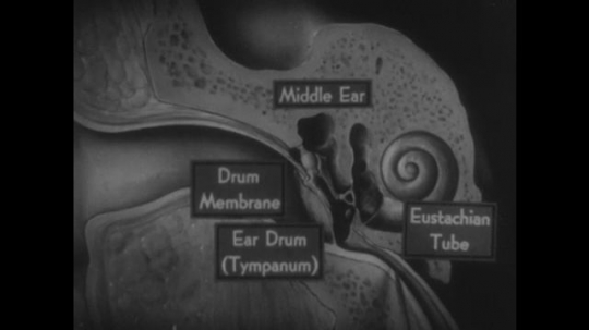 UNITED STATES, 1930s: Picture showing the middle ear, ear bones ...