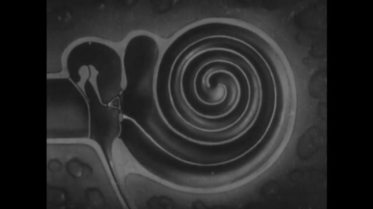 UNITED STATES, 1930s: picture of a horizontal section through a ...