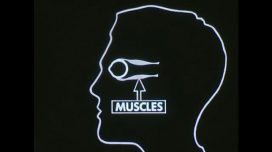 United States, 1950s: Drawing of human head and label for muscles ...