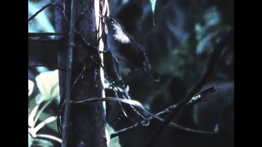 GALAPAGOS: 1950s: long beak finch eats insects in tree. View across ...