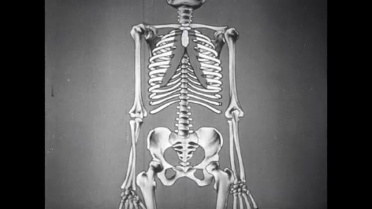 UNITED STATES: 1950s: animation of internal organs and rib cage from ...