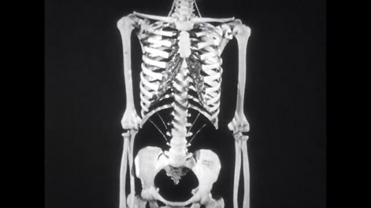 UNITED STATES: 1950s: model of skeleton. – Archival Footage