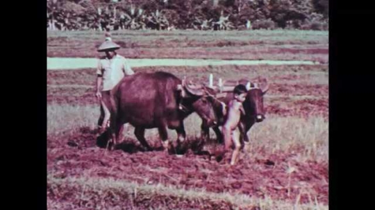 1950s: Boy and man pull oxen on field. Man plows field. – Archival Footage