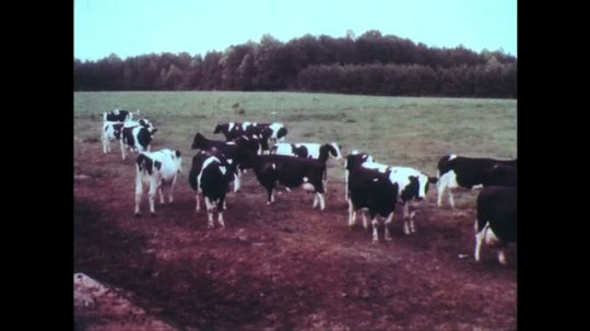 UNITED STATES: 1960s: dairy cows in field. Cows in milking parlor. Milk ...