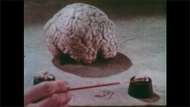 1960s: Human brain sits behind bird brain and rat brain. Instrument points at brains. – Archival ...