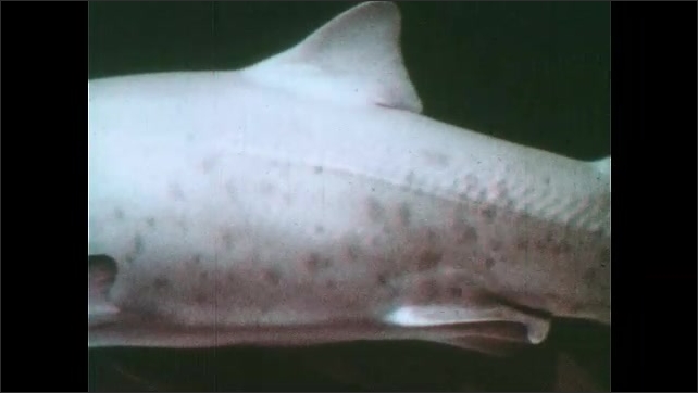 1960s: Shark swims. – Archival Footage