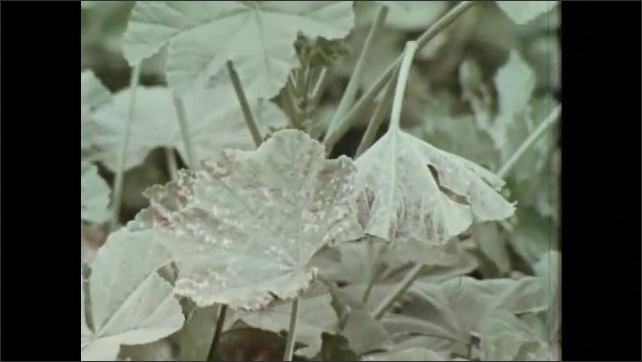 1970s: Necrotic flecking on citrus leaves. Necrotic damage on mallow ...