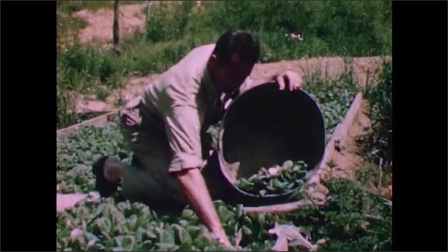 1950s: Hands picking tobacco plants. Man picking plants, loading plants ...
