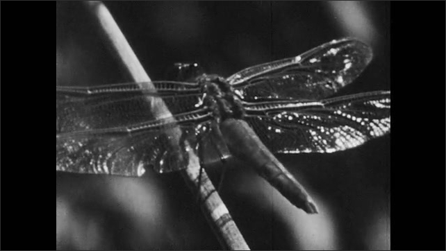 1950s: Dragonfly Sits On Stick. Moth Flaps Wings. – Archival Footage