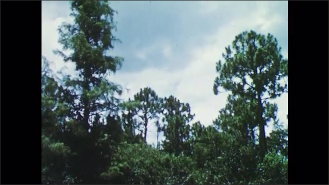 1950s: Everglades swamp, trees, people sitting around campfire ...