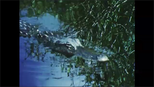 1950s: father and son in boat paddling through swamp, they see ...