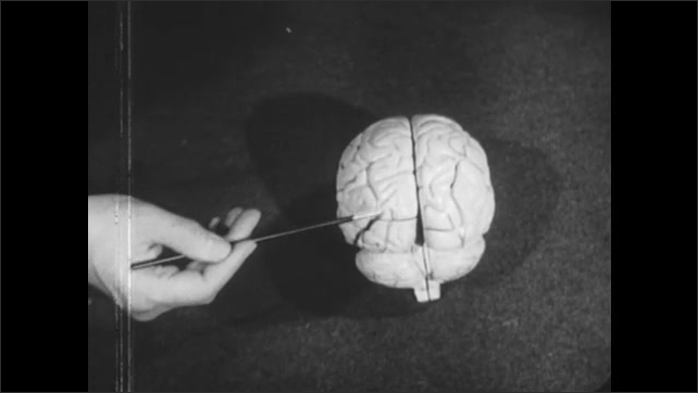 1950s: UNITED STATES: model of human brain. Back of brain. – Archival ...