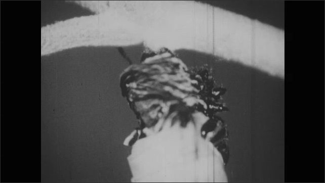 1950s: Chrysalis emerges from caterpillar skin. Caterpillar uses ...