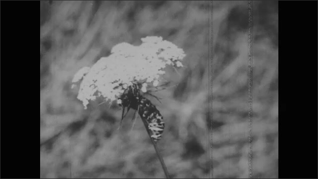 1950s: Tweezers squeeze caterpillar. Caterpillar moves down stem of ...