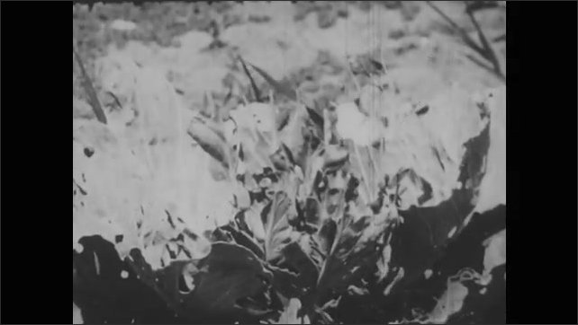 1950s: Cabbage field. Butterfly. Holes in leaves. Caterpillars on plant ...