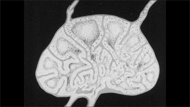 1930s: Animation of bacteria and white blood cells in vein. Animated ...