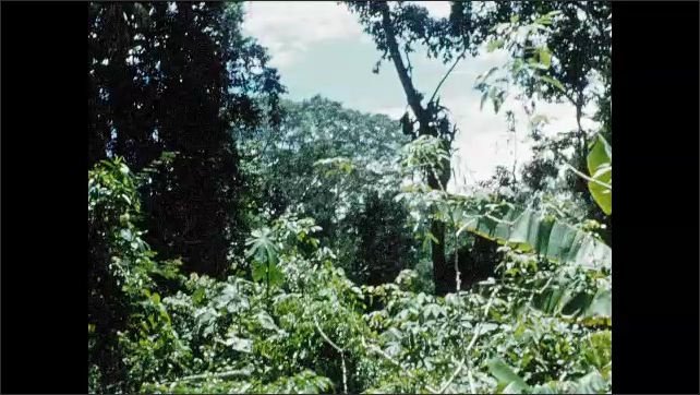 1950s: People walk through rainforest, man takes pictures. Trees, sky ...