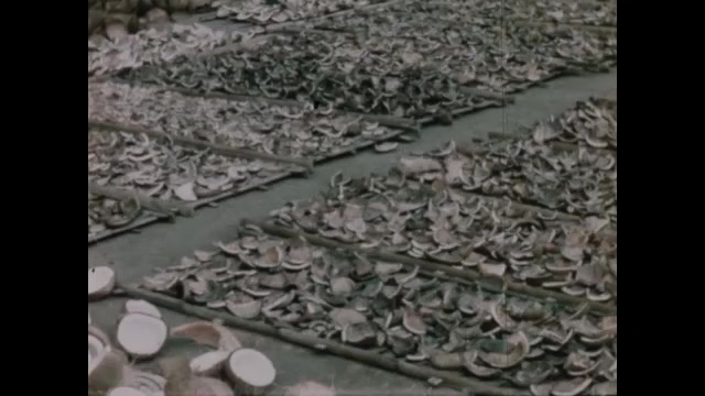 1950s: Coconut shells moving in machine. Liquid falling from faucets ...