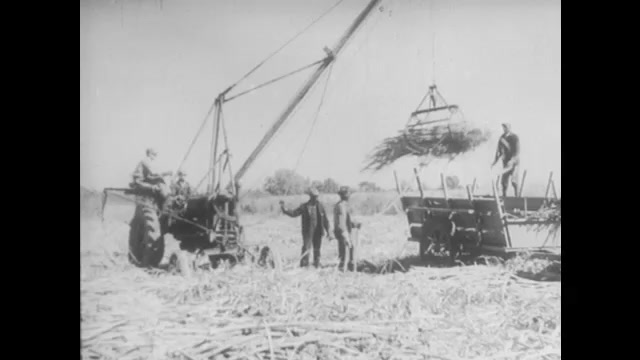 1950s: workers gather up sugar cane from ground. Sugar cane being ... 1950s: workers gather up sugar cane from ground. Sugar cane being ...