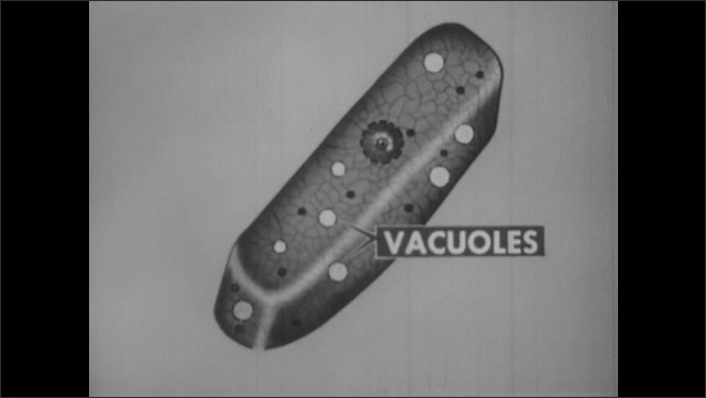 1940s: Parts of cell drawing are labeled. Young men use tweezers to ...