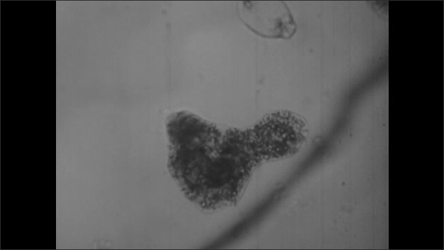 1940s: Parts of cell move. Amoeba. – Archival Footage