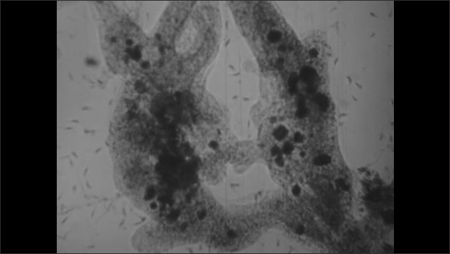 1940s: Amoeba splits in two. – Archival Footage