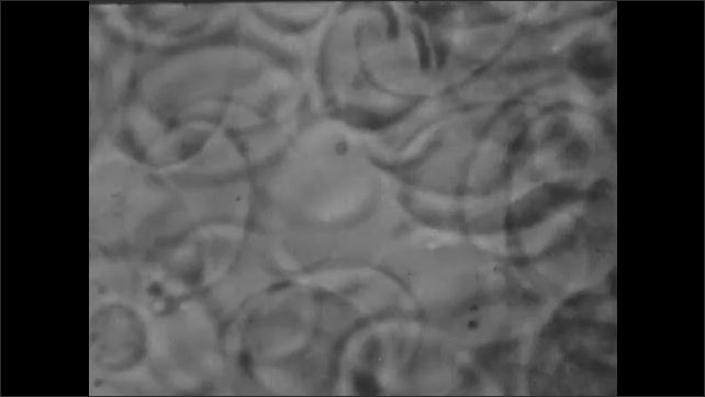 1940s: Blood cells. – Archival Footage