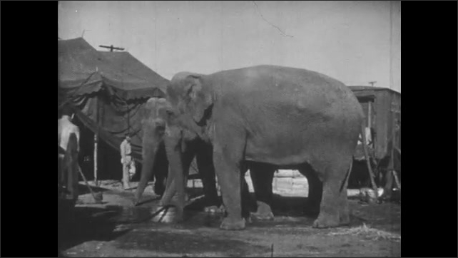 1950s: UNITED STATES: elephants follow trainer. Elephants drink water ...