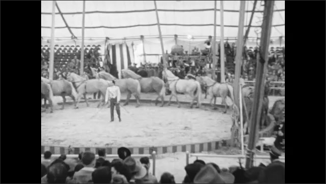 1940s: Trainers conducts prancing horses on circus floor. – Archival ...