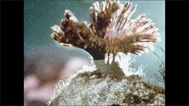 1950s: Feather duster worm emerges from hole in dead coral. Sea slug ...
