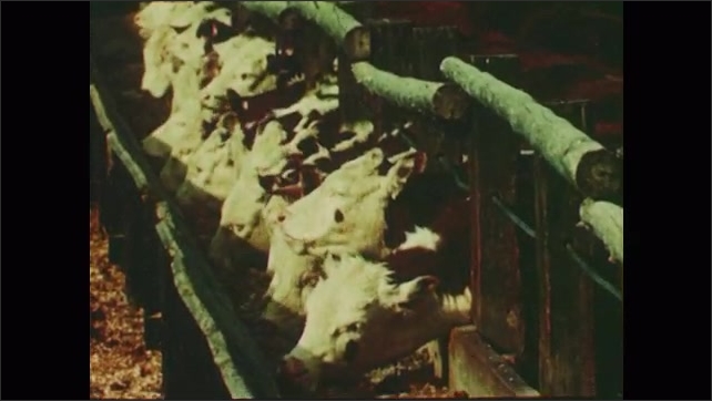 1950s: cargo boat transporting beet pulp that remains after sugar ...