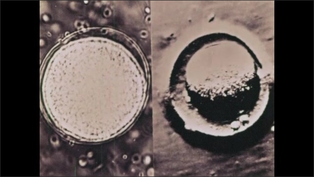 1960s: Microscopic images of human egg cell and sea urchin egg cell. Dr. George W. Beadle speaks ...