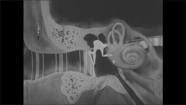 1950s: United States: Sound Waves Enter Ear. Outer Ear Schematic. Ear ...