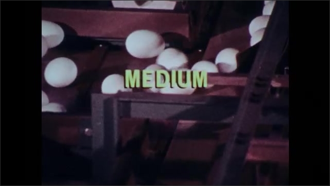 1970s: Eggs move along conveyor belt. Captions show egg sizes and ...