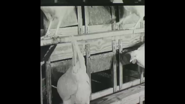 1940s:Hens walk into trap nests in laying house. – Archival Footage