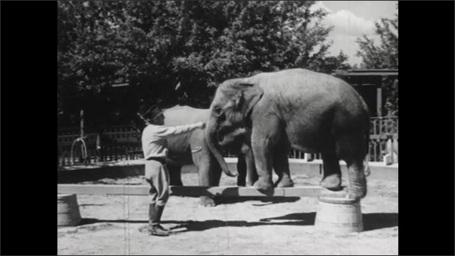 1940s: Man teaches elephant to walk across wooden pole. – Archival Footage
