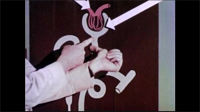 1960s: UNITED STATES: Hand points to diagram. Tubule by Bowman’s ...