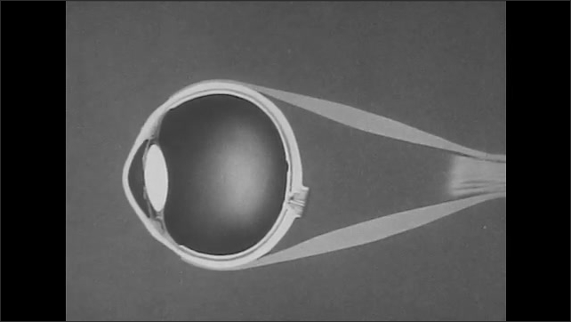 1940s: Eye looks around. Diagram of eyeball movement – Archival Footage