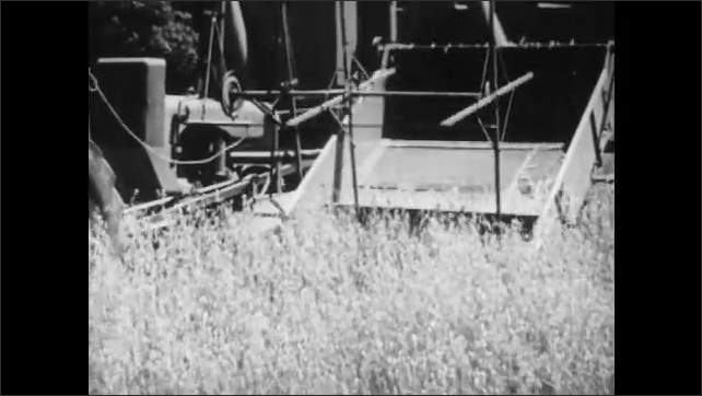 1950s: Tilt down field of oats. Low angle view of oats waving. Combine ...