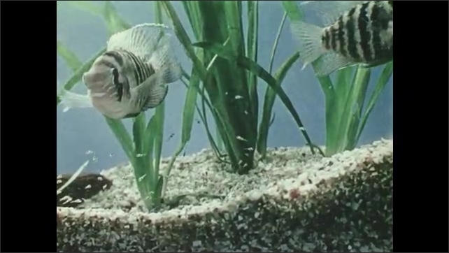 1950s: UNITED STATES: blue achara fish with fry in tank. Baby fish in ...
