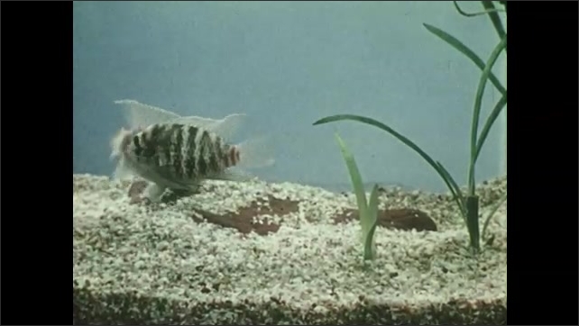 1950s: UNITED STATES: fish build nest in tank. Fish remove pebbles with ...