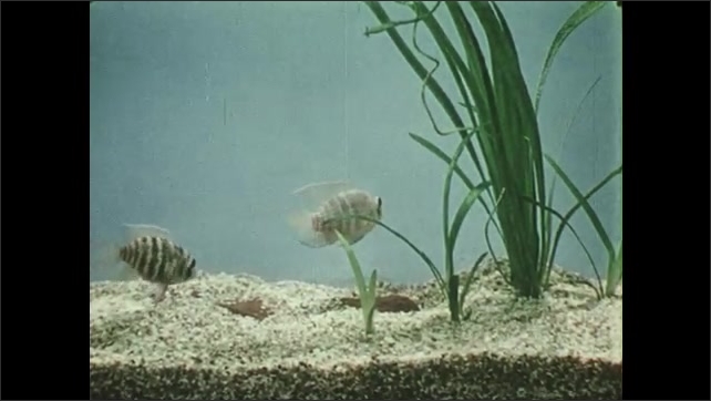 1950s: UNITED STATES: fish build nest on floor of tank. Fish scrub ...