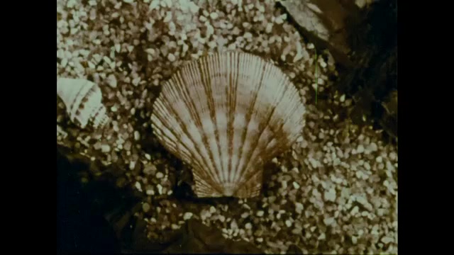 1960s: A shell underwater, titles superimposed on top. Views of the ...