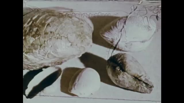 1960s: Various fossilized marine animals. The fossilized footprints of ...