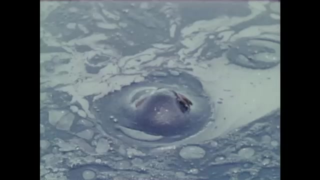 1960s: Bubbling tar pit. Ancient extinct animal skeletons on display ...